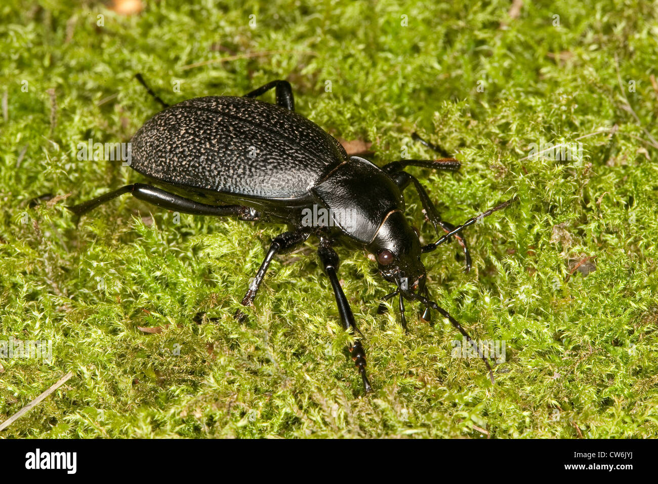 Leatherback ground beetle carabus coriaceus hi-res stock photography ...