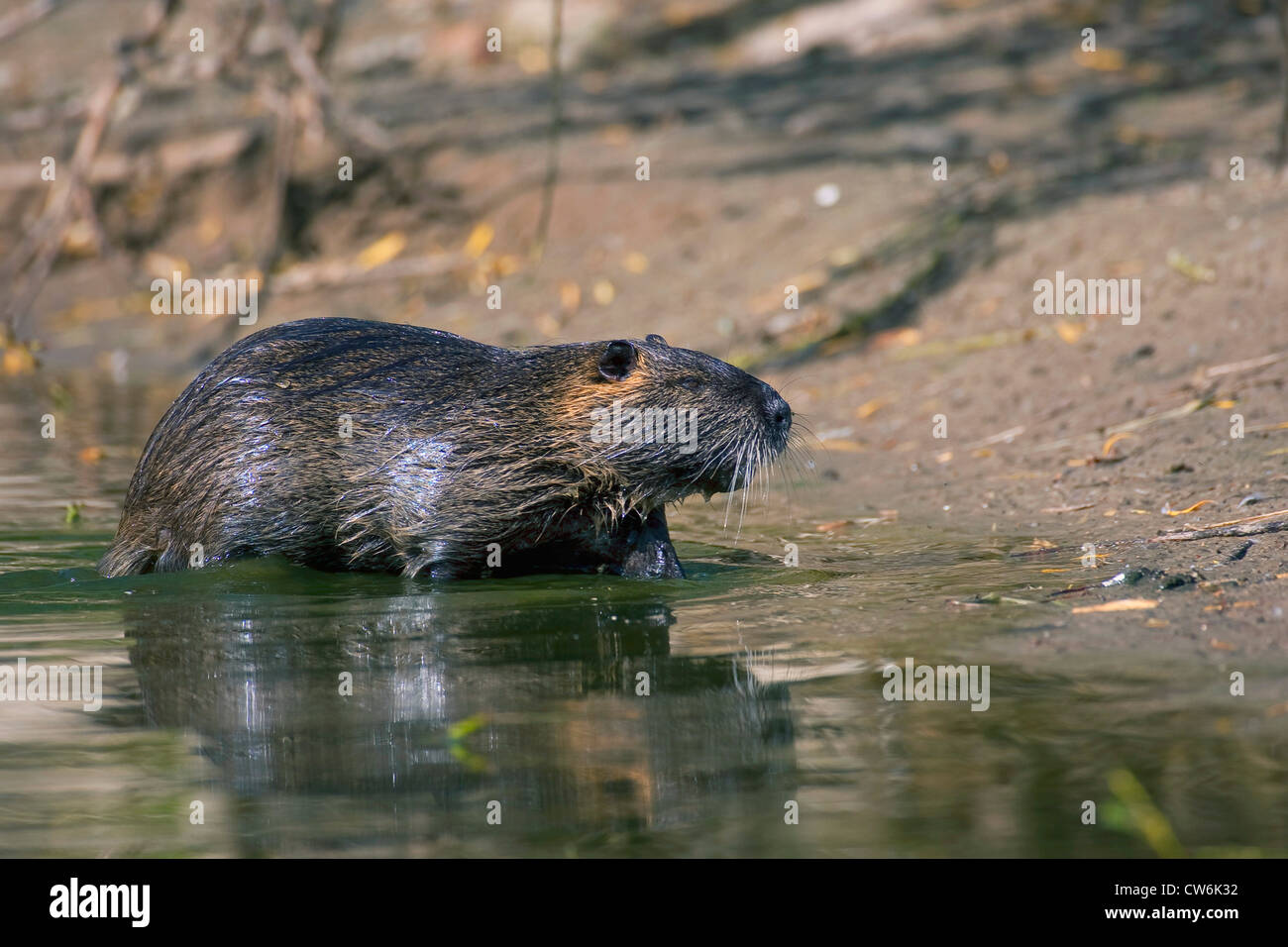 coypu, nutria (Myocastor coypus), leaving a water, Germany Stock Photo ...