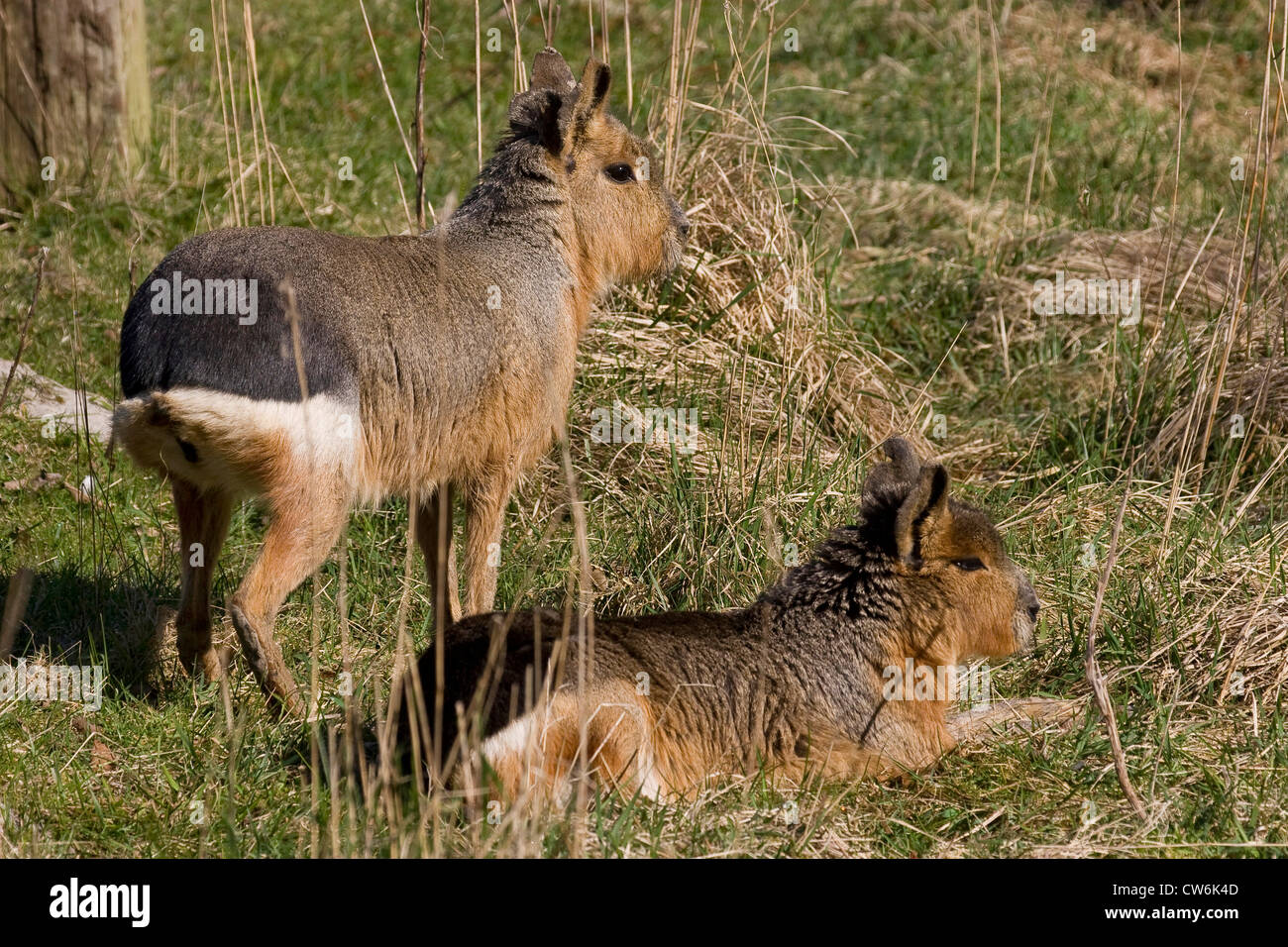 Patagonian Cavy Babies Tri Colored