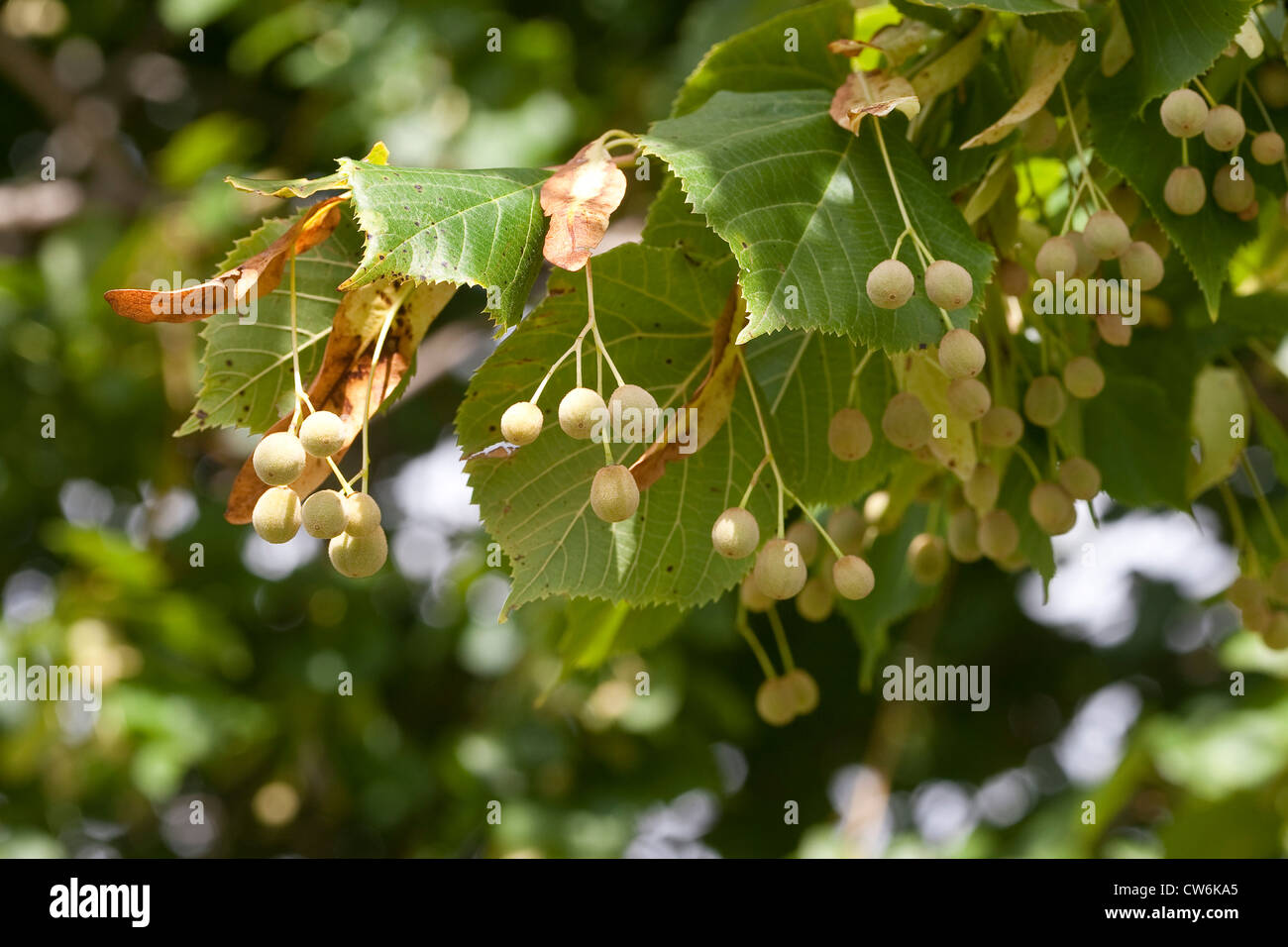 large-leaved lime, lime tree (Tilia platyphyllos), branch with fruits ...