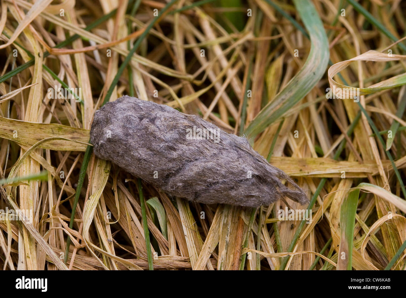 common kestrel (Falco tinnunculus), pellet in the grass, Germany Stock ...