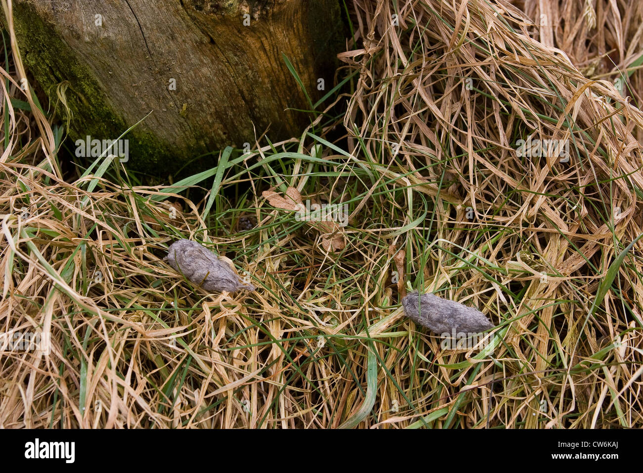 common kestrel (Falco tinnunculus), pellet in the grass at a fence post ...