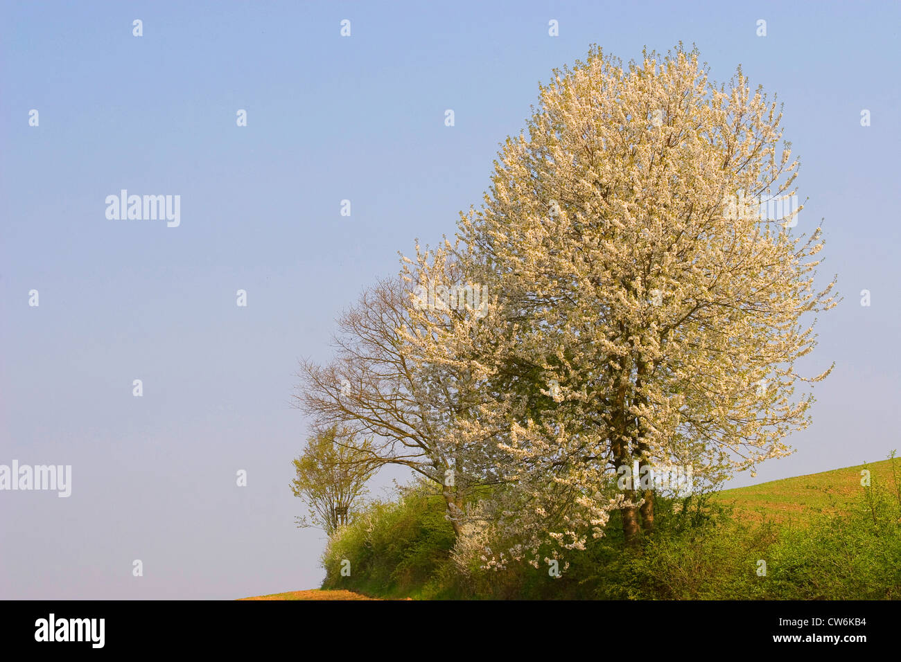 Blomming tree hi-res stock photography and images - Alamy