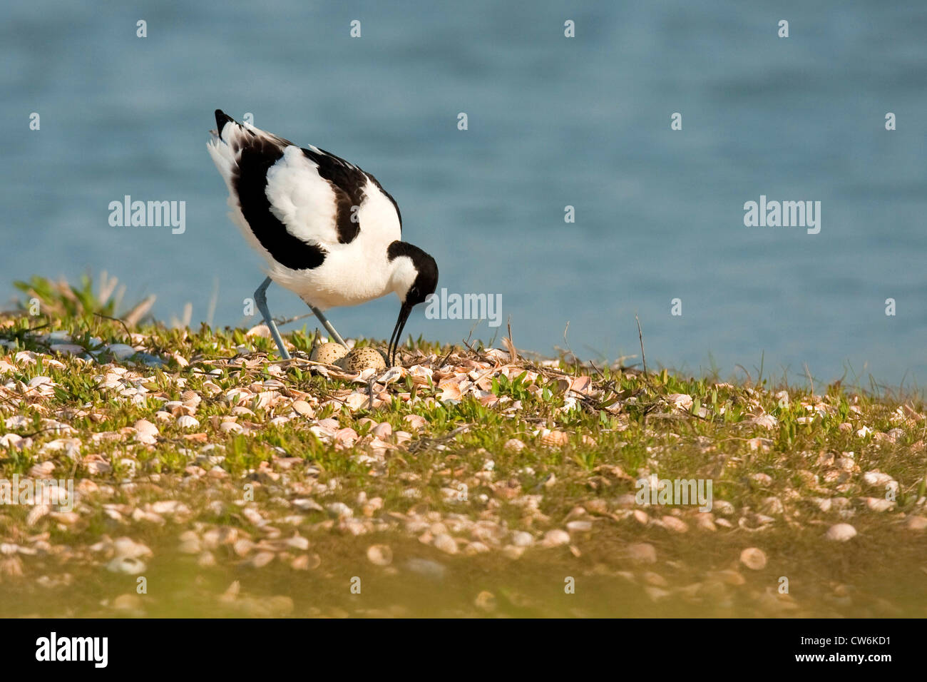 Pied avocet recurvirostra avosetta eggs High Resolution Stock ...