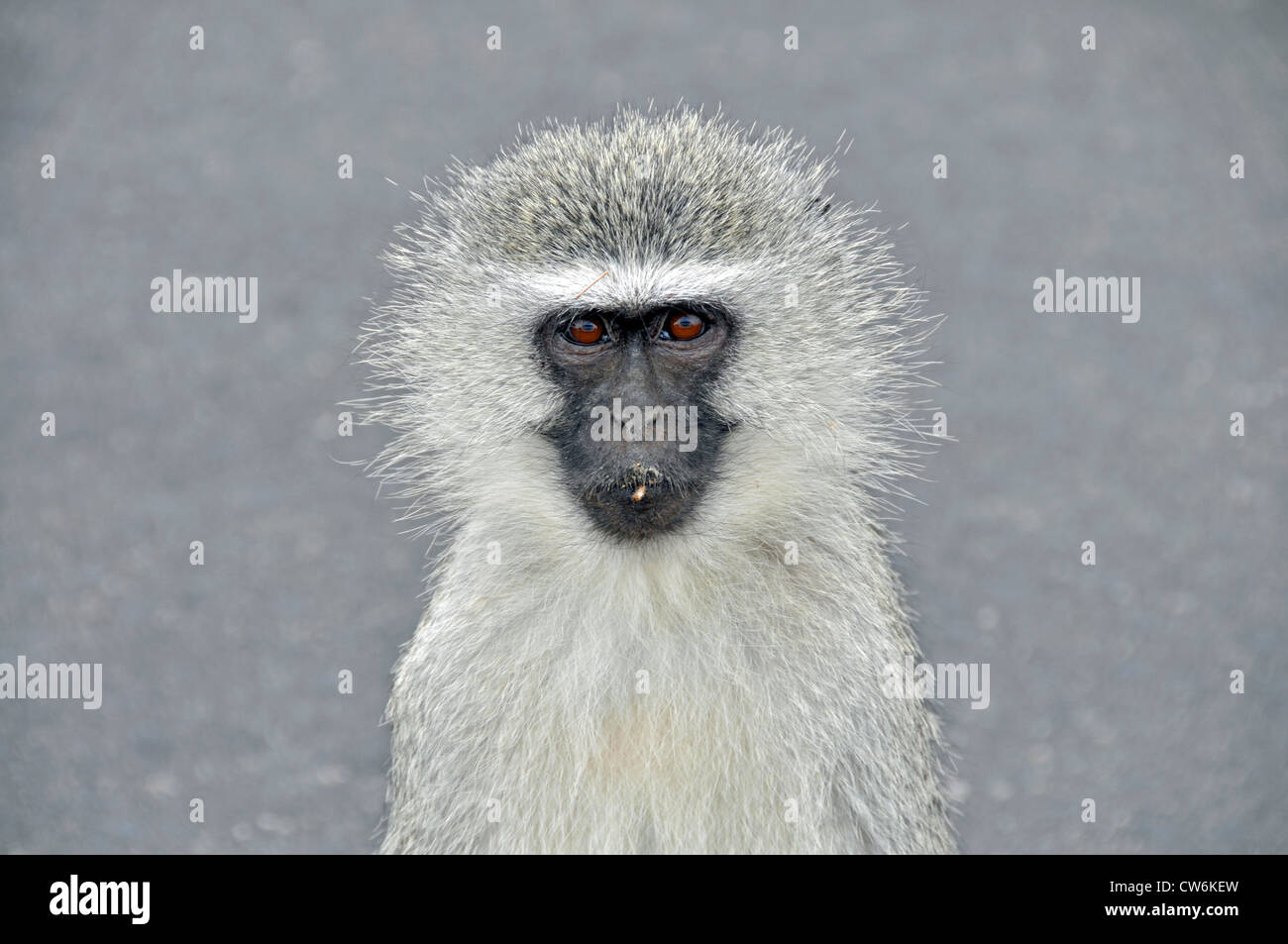 grivet monkey, savanna monkey, green monkey, Vervet monkey ...
