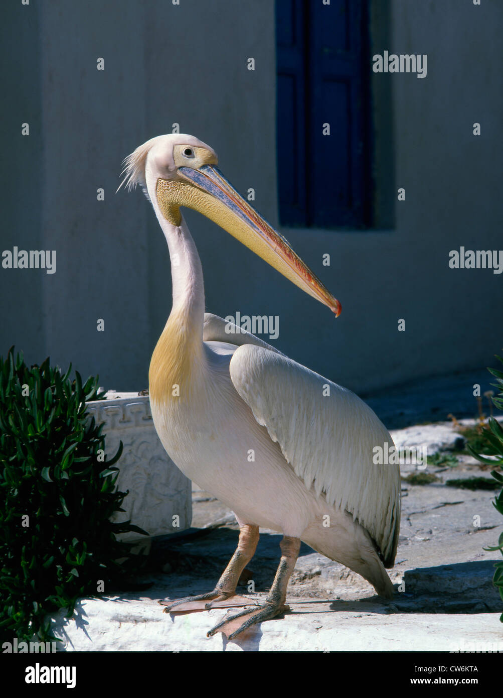 Greece Mykonos pelican Stock Photo - Alamy