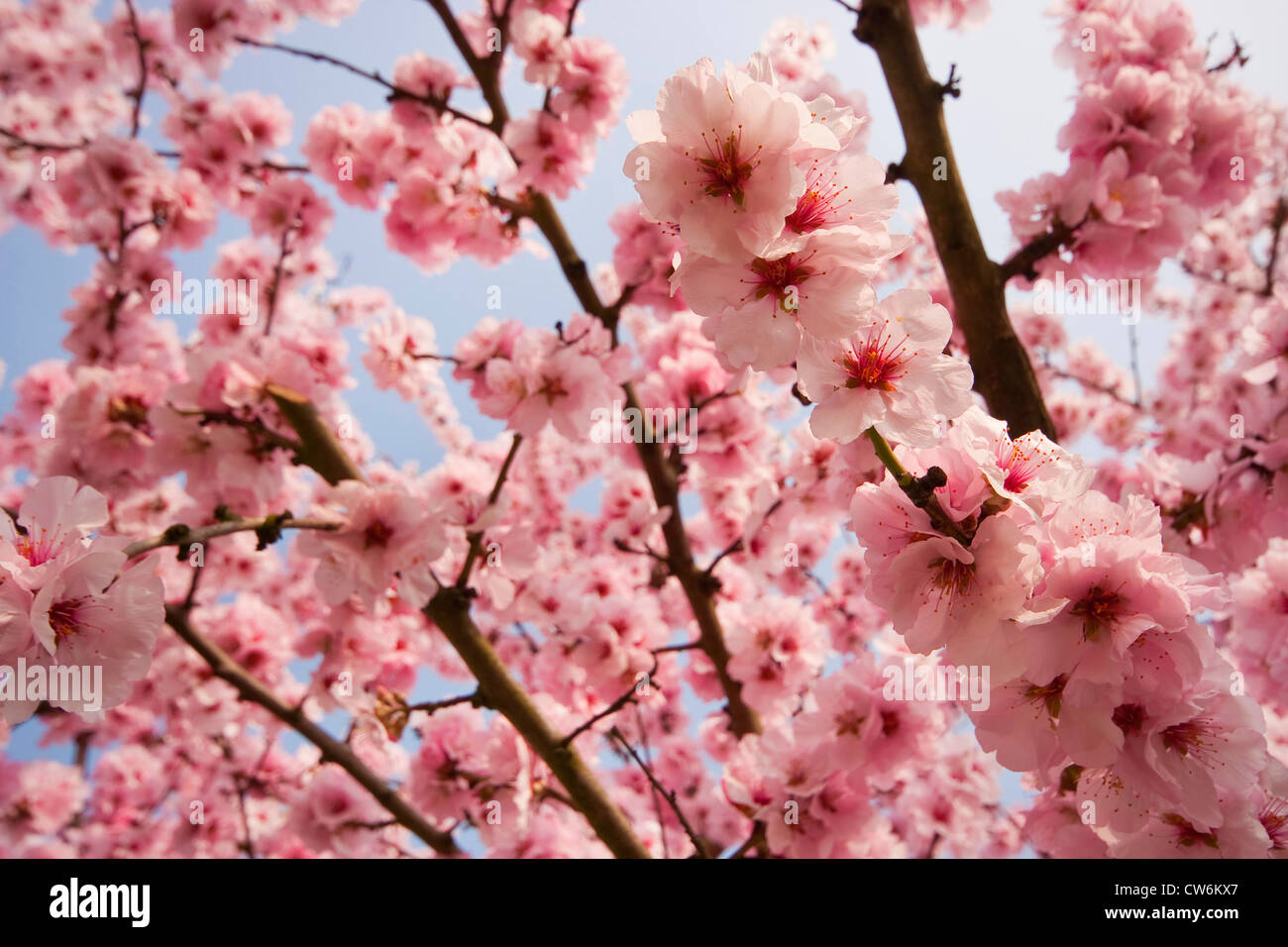 bitter almond (Prunus amygdalus), blooming branches, Germany, Baden ...