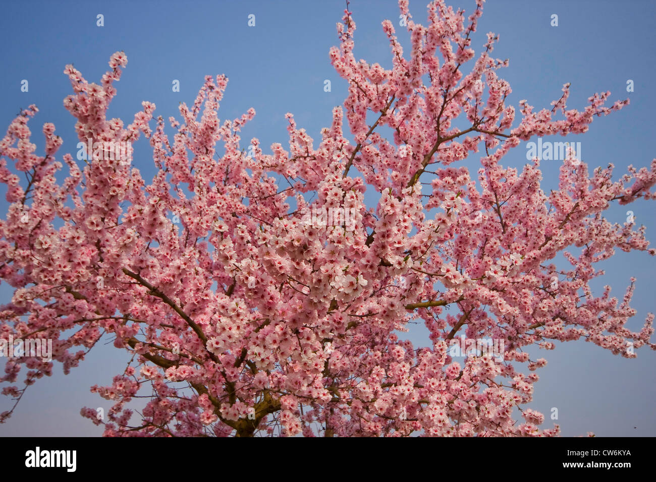 Bitter almond prunus amygdalus twigs hi-res stock photography and ...
