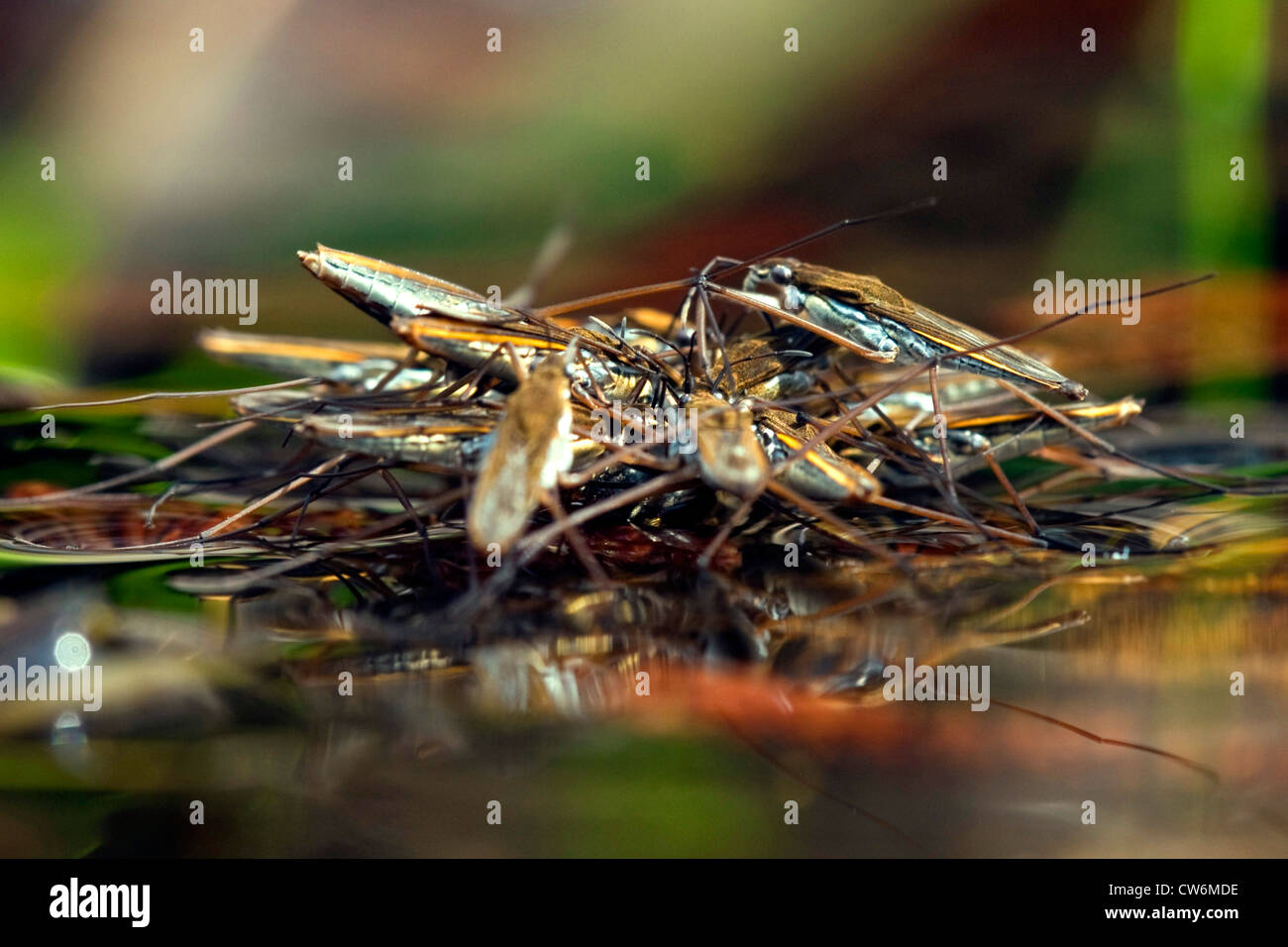 pond skater, water strider, pond skipper (Gerris lacustris), several ...