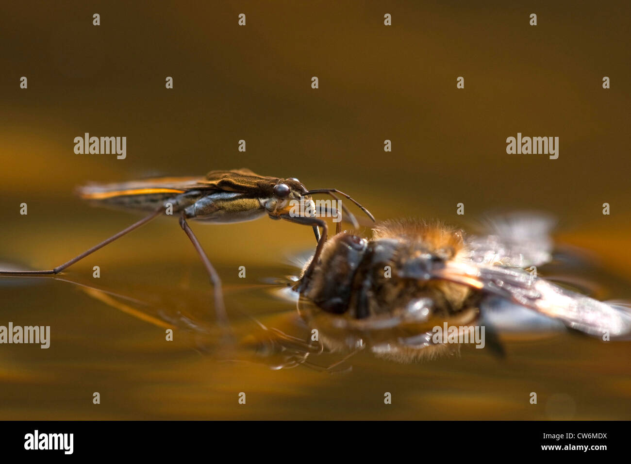 Water strider hi-res stock photography and images - Alamy