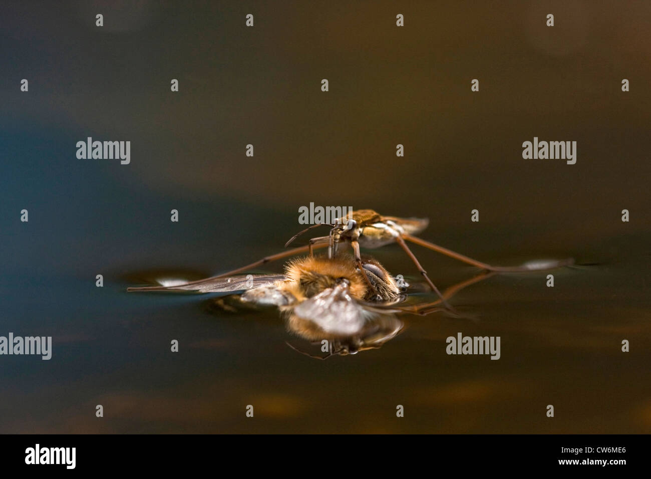pond skater, water strider, pond skipper (Gerris lacustris), individual ...