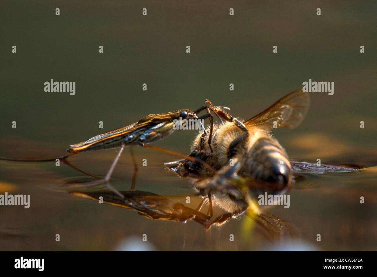 pond skater, water strider, pond skipper (Gerris lacustris), individual ...