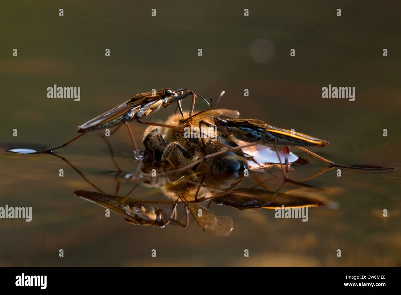 Pond skater prey hi-res stock photography and images - Alamy