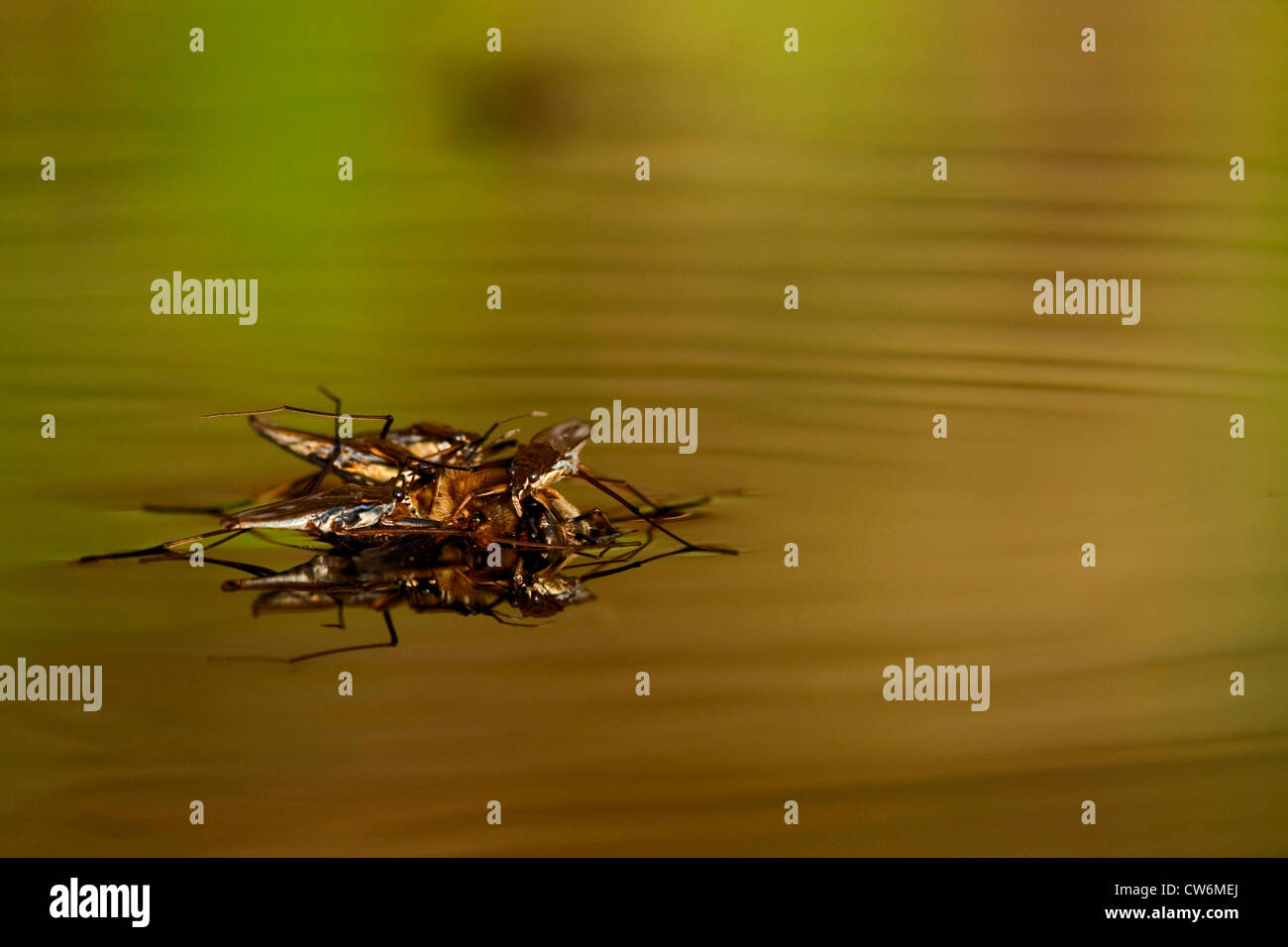 Close up water strider hi-res stock photography and images - Alamy
