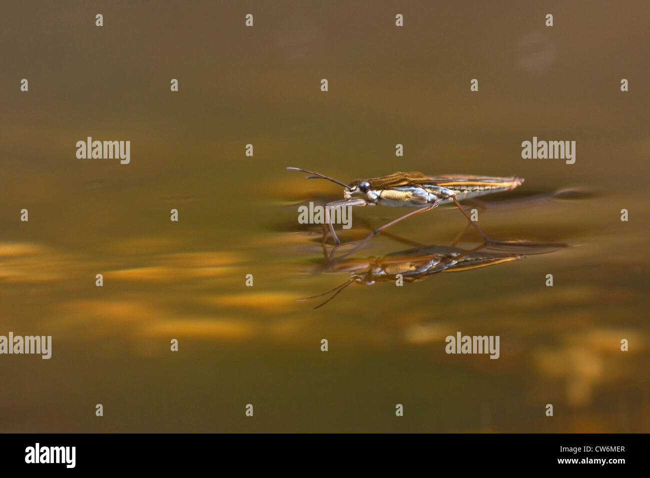 pond skater, water strider, pond skipper (Gerris lacustris), single ...