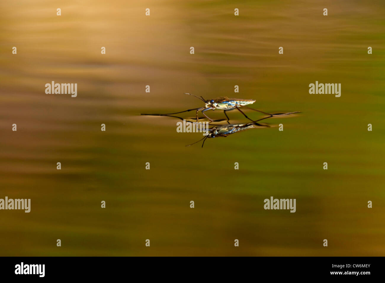 pond skater, water strider, pond skipper (Gerris lacustris), single ...