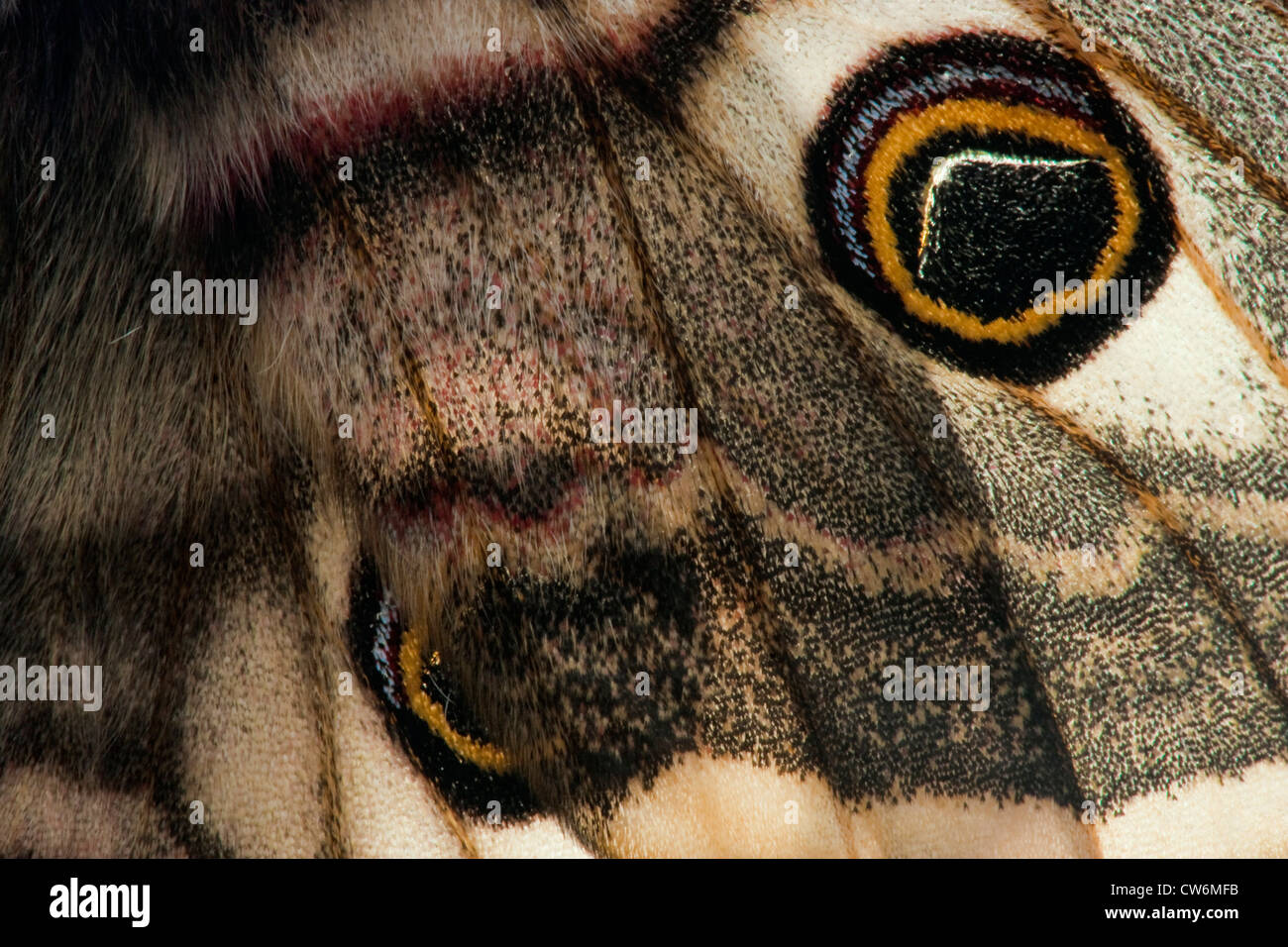 emperor moth (Saturnia pavonia, Eudia pavonia), macro shot of upper ...