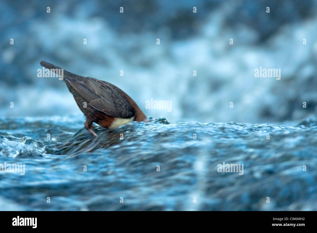 dipper (Cinclus cinclus), standing in a creek searching for prey with ...