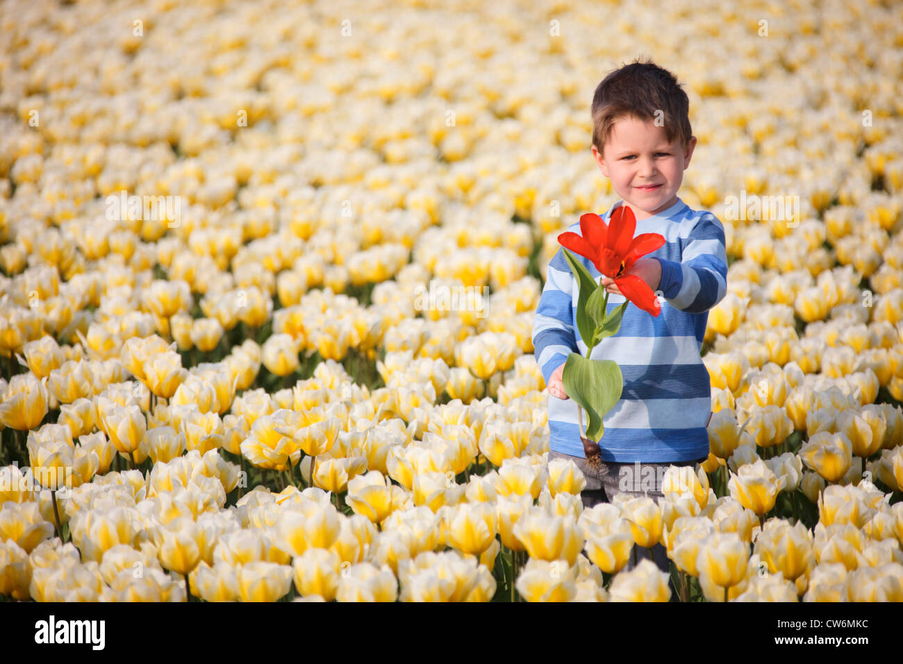 common garden tulip (Tulipa gesneriana), Boy with red tulip in white ...
