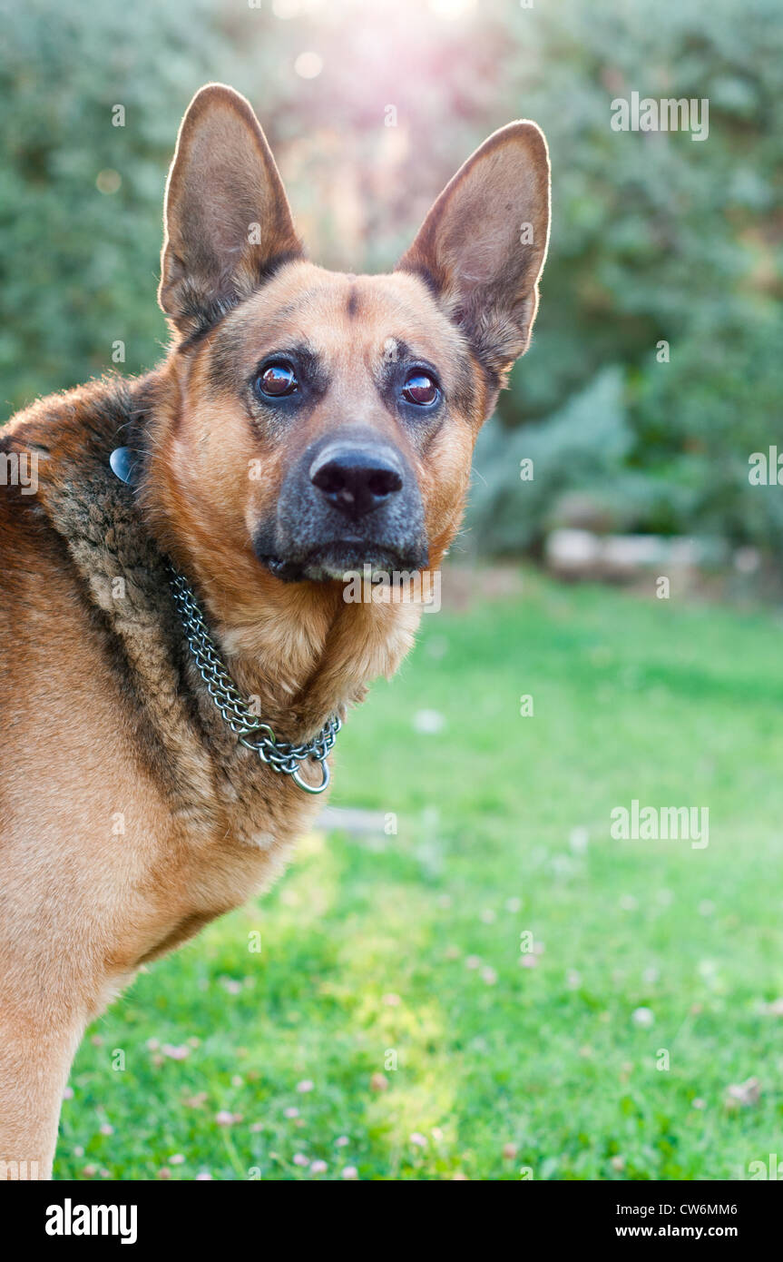 Are German Shepherds Strong