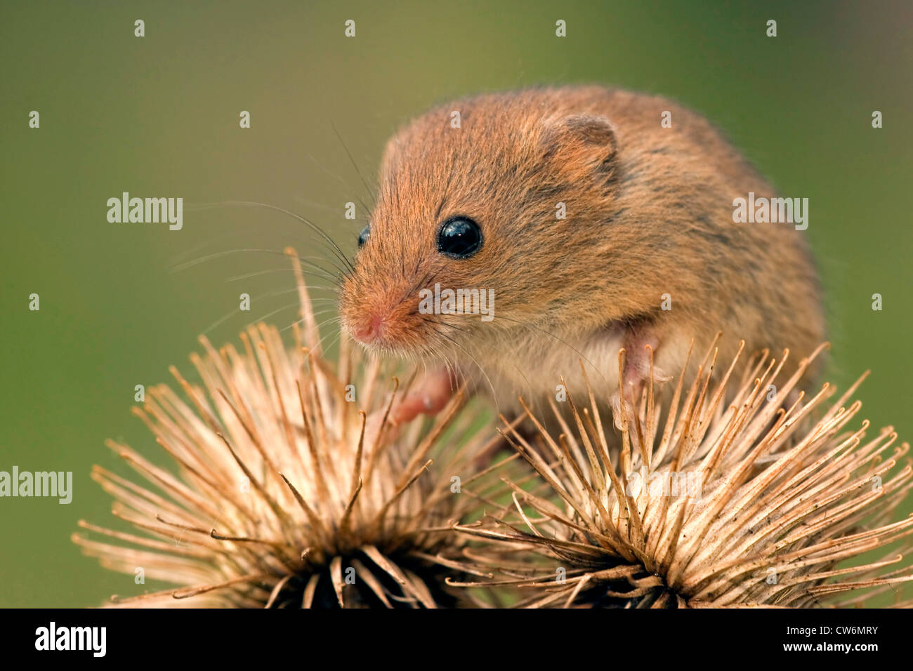 Old World harvest mouse (Micromys minutus), climbing on a burdock ...