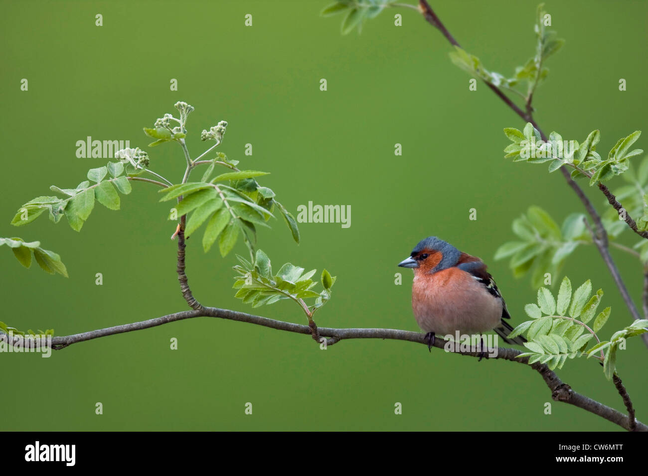 Ash tree sprout hi-res stock photography and images - Alamy