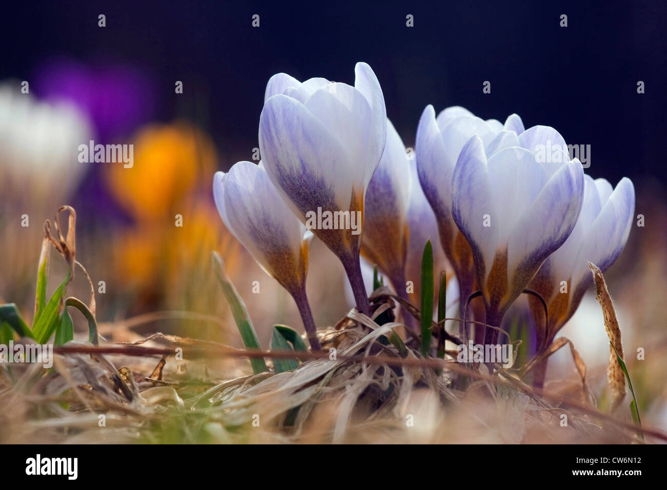 crocus (Crocus spec.), different coloured crocusses in a meadow ...