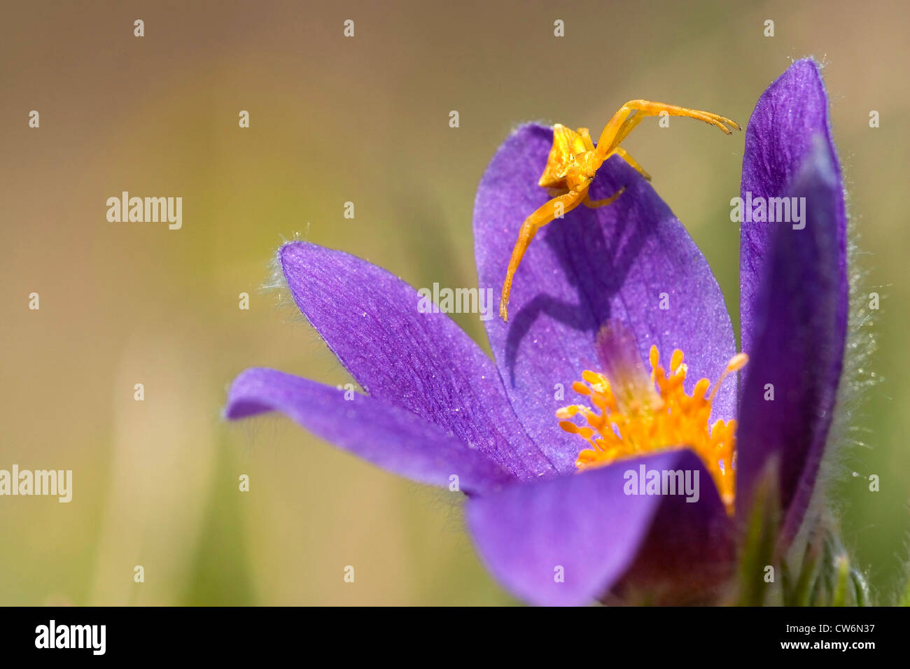 pasque flower (Pulsatilla vulgaris), flower with camouflaged crabspider ... pasque flower (Pulsatilla vulgaris), flower with camouflaged crabspider ...