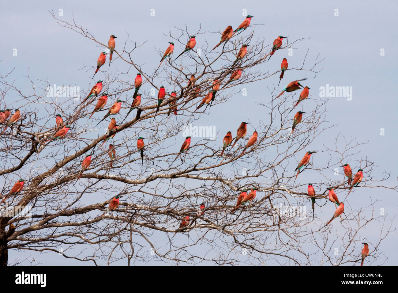 Africa namibia african bee eaters hi-res stock photography and images ...
