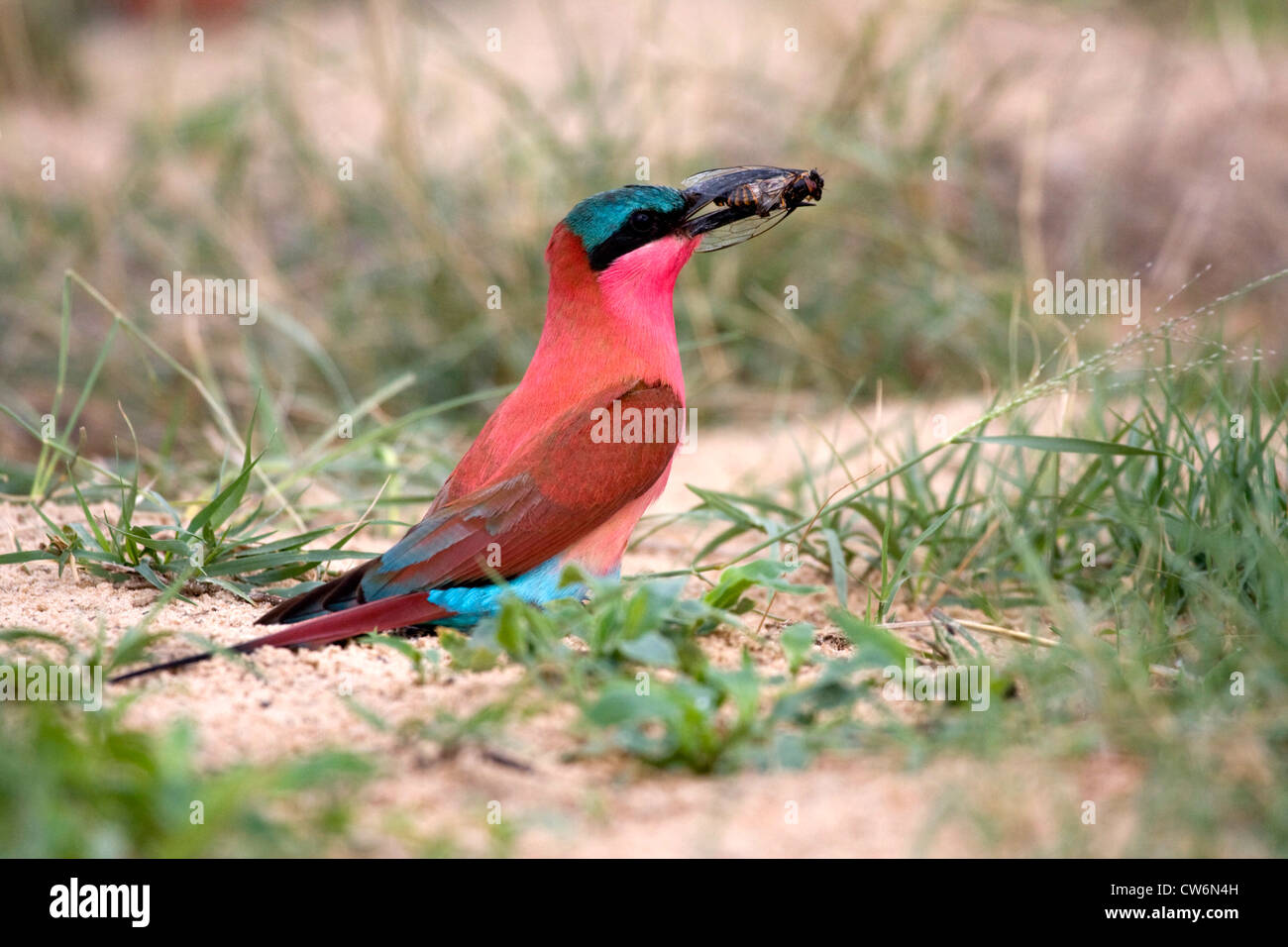 Africa namibia african bee eaters hi-res stock photography and images ...
