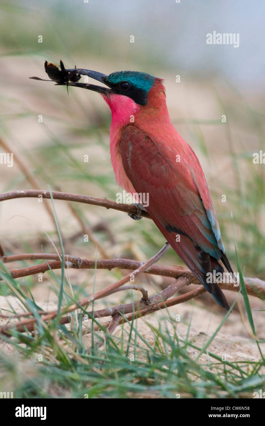 Namibian birds of prey hi-res stock photography and images - Alamy