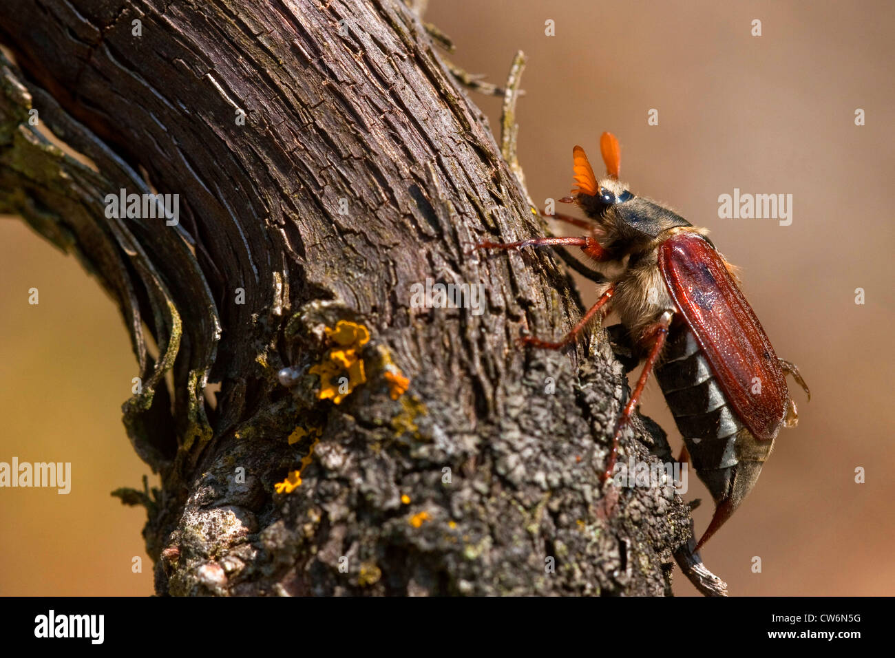 Grapevine beetles High Resolution Stock Photography and Images - Alamy