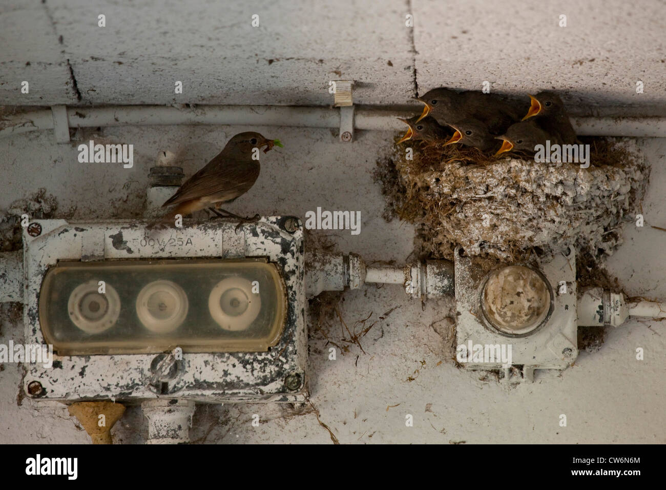 black redstart (Phoenicurus ochruros), nest full of begging young ...