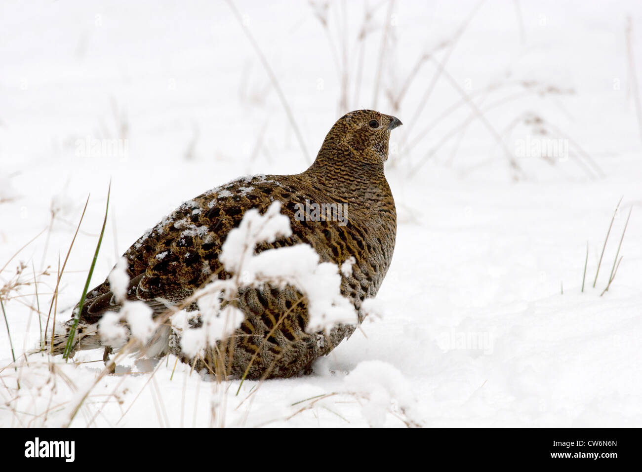 black grouse (Lyrurus tetrix, Tetrao tetrix), hen in snow, Sweden Stock ...