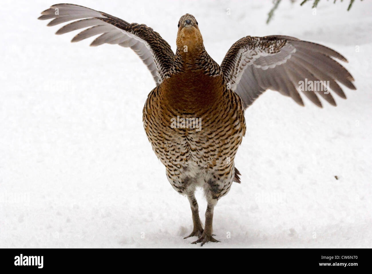 western capercaillie, wood grouse (Tetrao urogallus), hen flapping ...