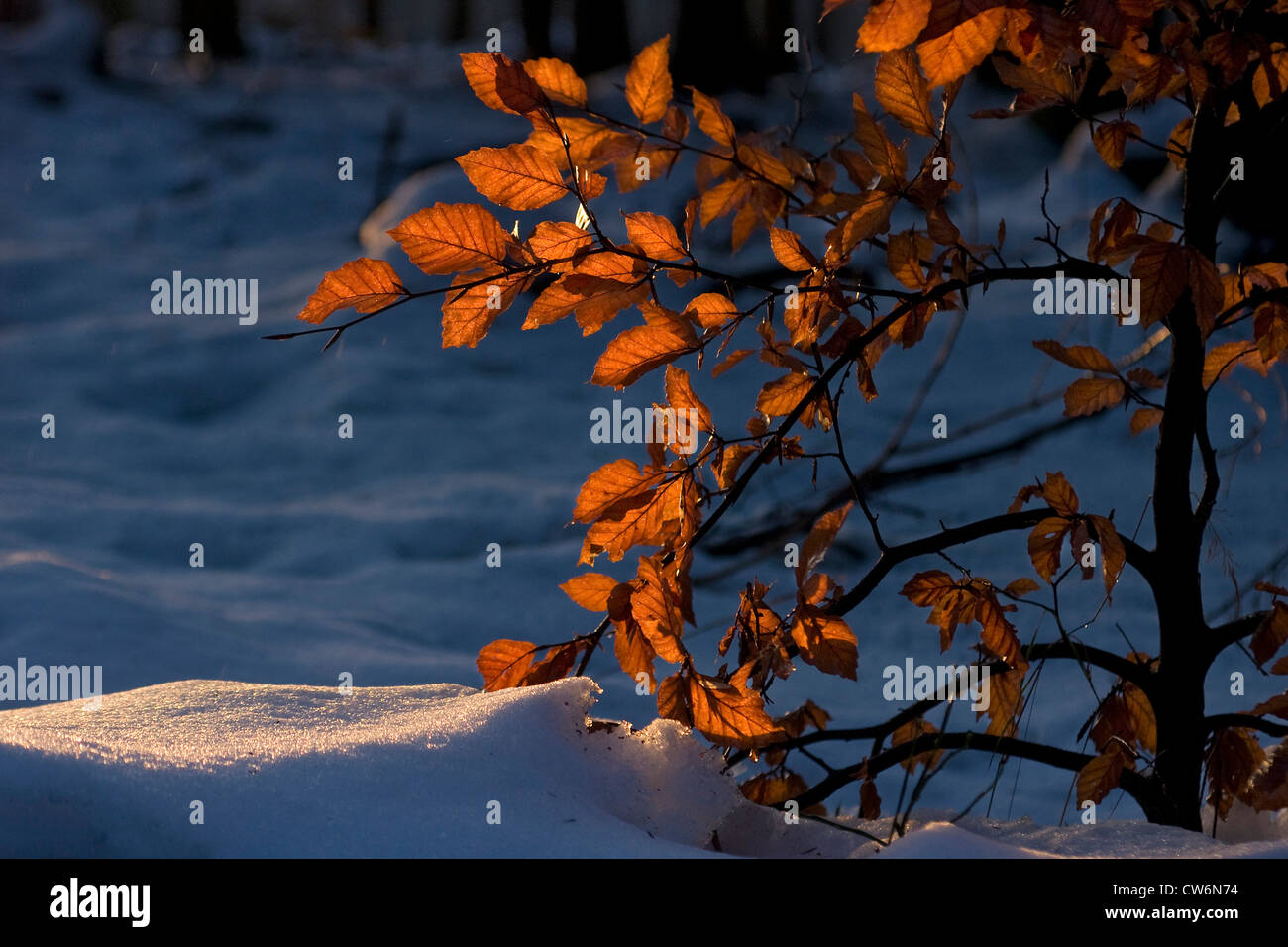 common beech (Fagus sylvatica), tree in a snowcovered landscape with ...