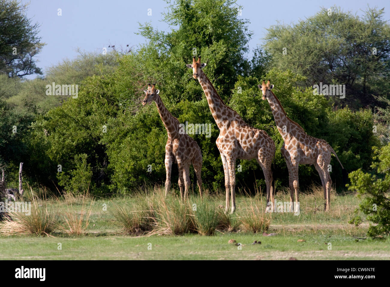 giraffe (Giraffa camelopardalis), three alert giraffes, Namibia ...