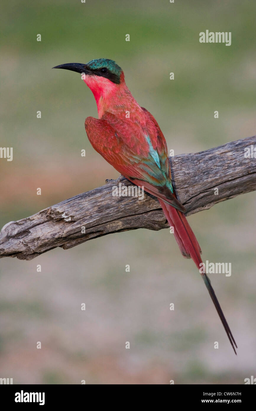 Southern carmine bee eater (Merops nubicoides), on branch, Namibia ...