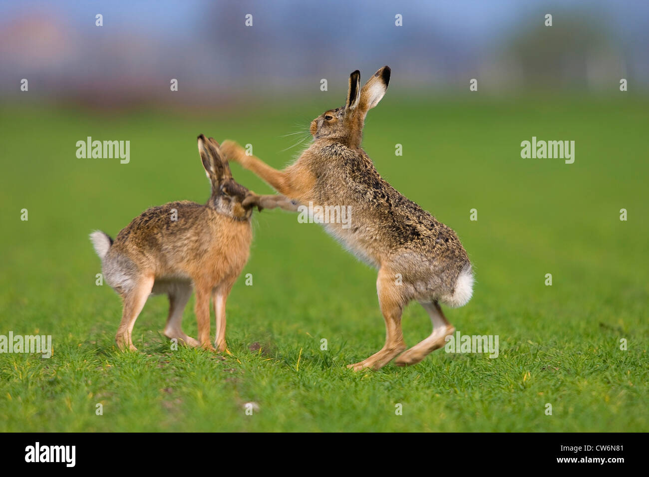 Two european hares fighting lepus hi-res stock photography and images ...
