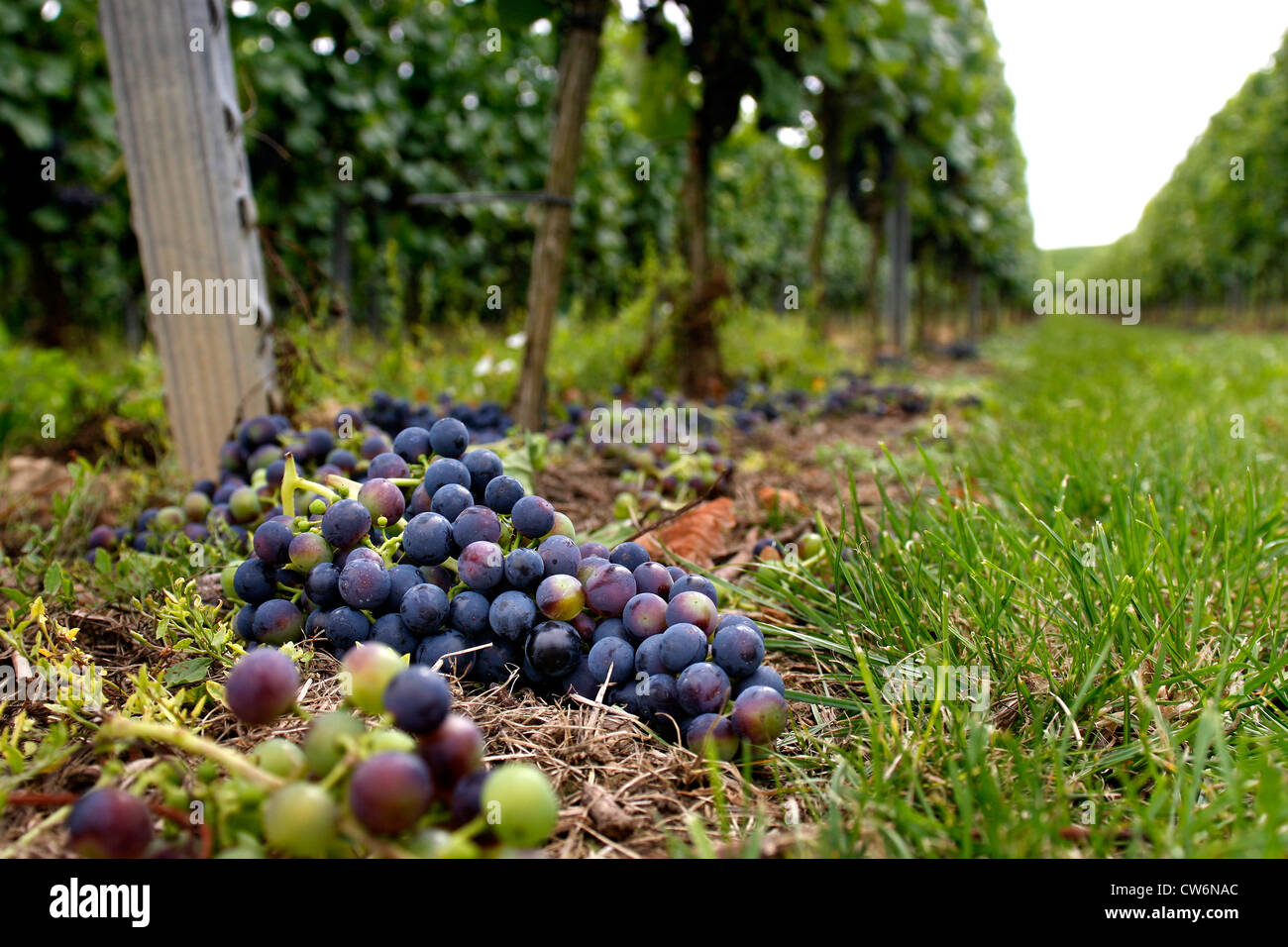 grapevines at the inside of a vineyard lying under a row of grape vine ...