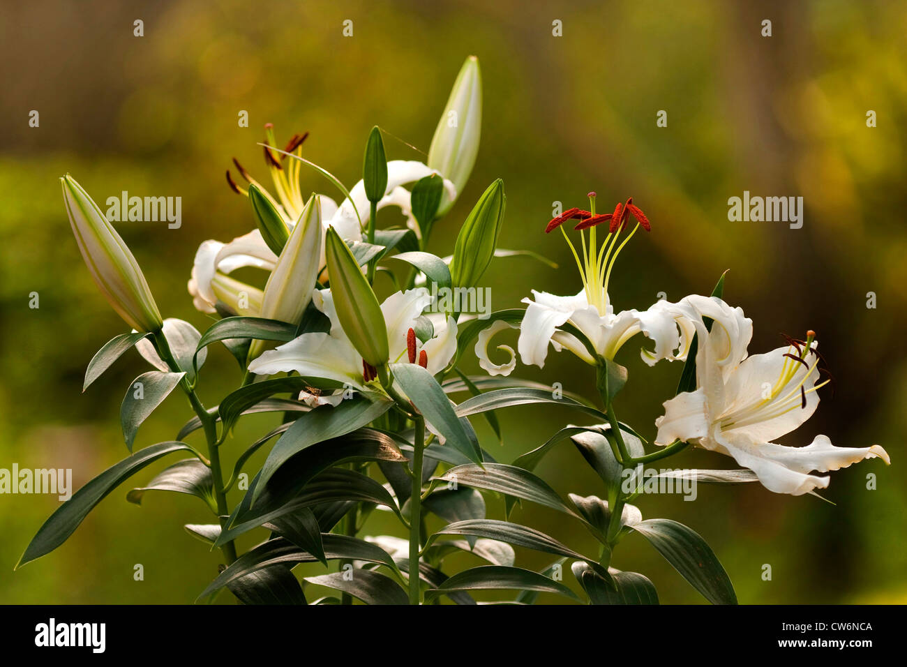 White lilies hi-res stock photography and images - Alamy