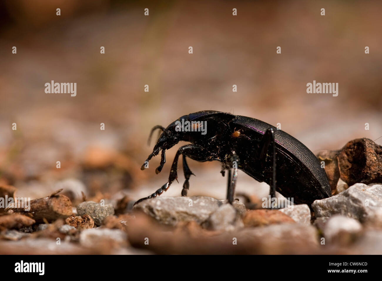 forest ground beetle (Carabus nemoralis), crawling over small stones ...