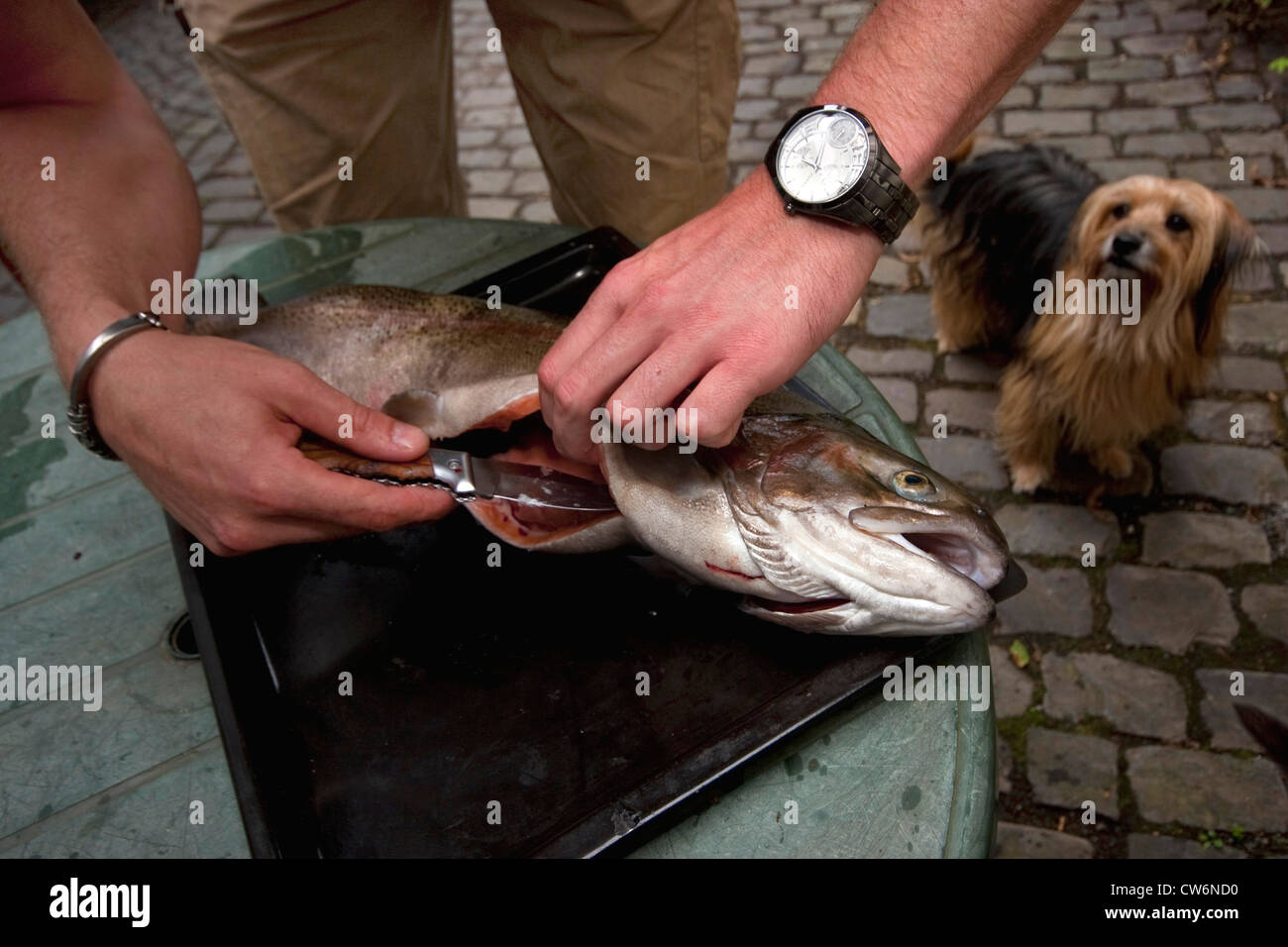 Cutting open a fish hi-res stock photography and images - Alamy