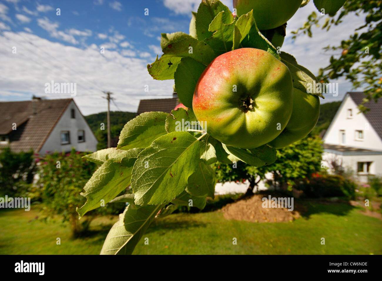 apple (Malus domestica), red and green apple on a tree, Germany ...