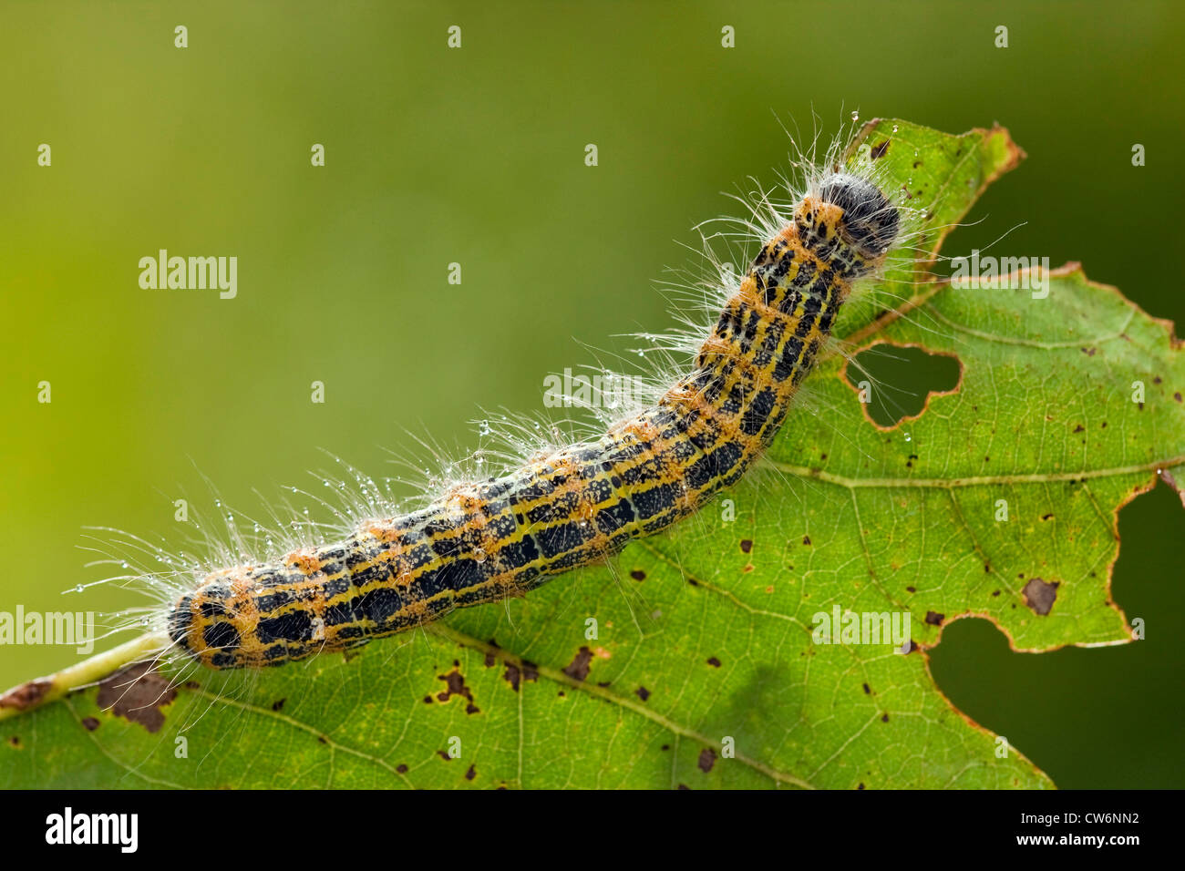 buff-tip moth (Phalera bucephala), feeding on a oak leaf, Germany ...
