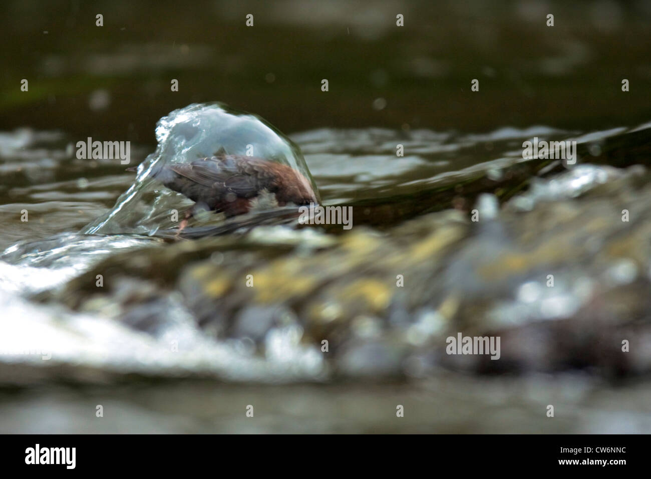 Searching for prey with head under water hi-res stock photography and ...