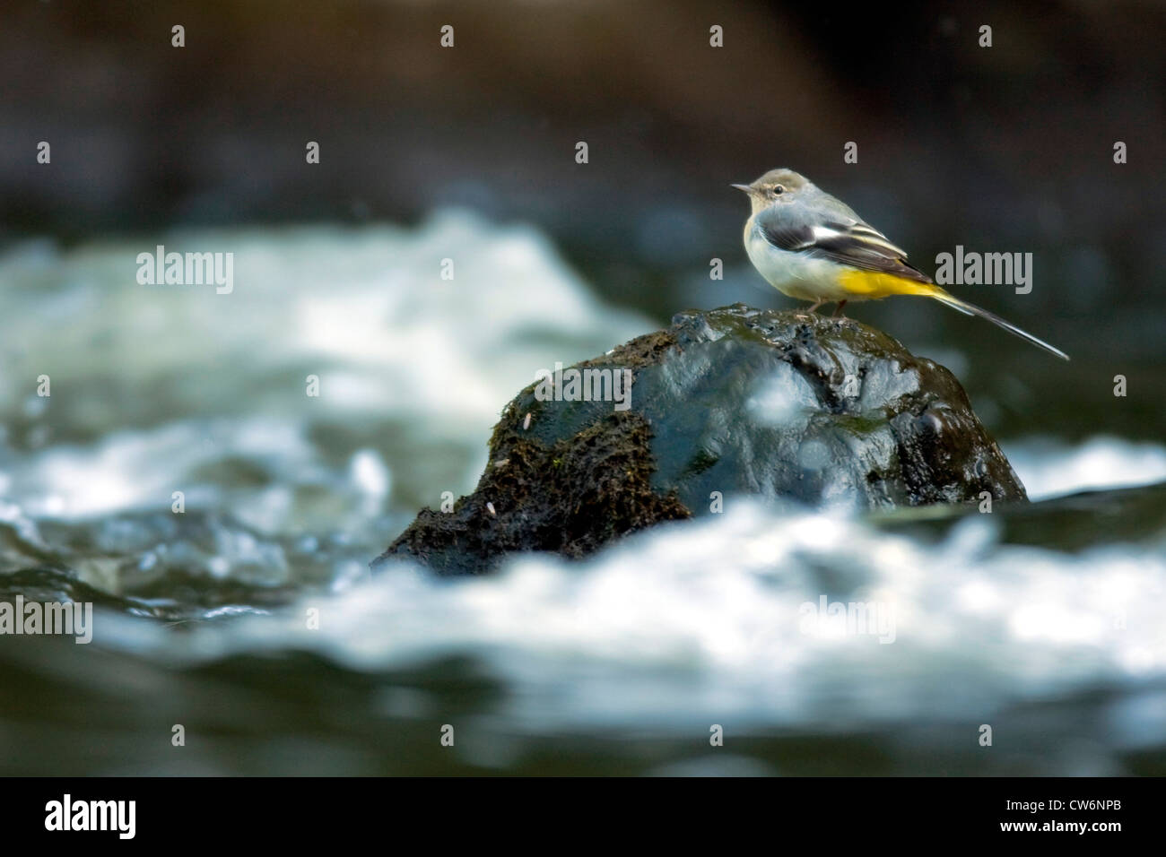 grey wagtail (Motacilla cinerea), standing on a rock in creek, Germany ...