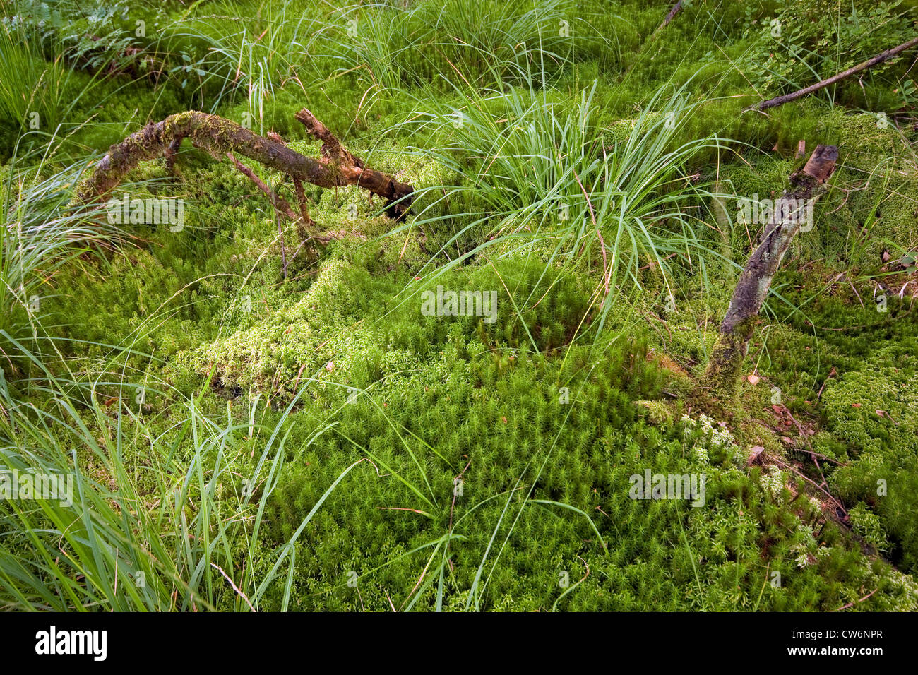 purple moor-grass (Molinia caerulea), on moist forest ground with ...