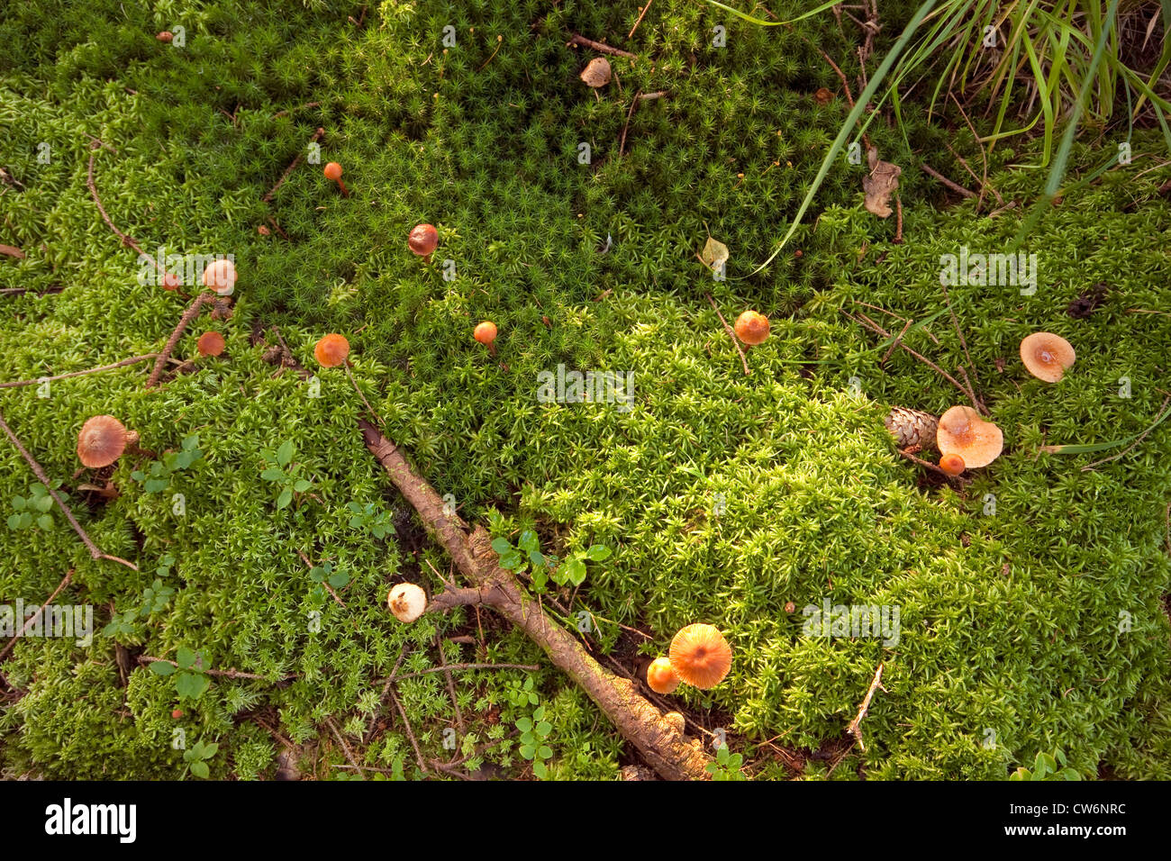Moist place hi-res stock photography and images - Alamy