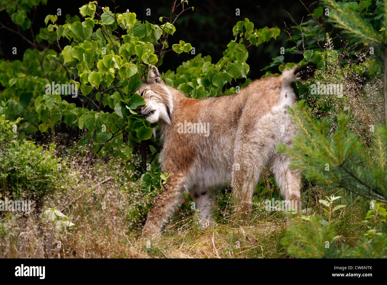 Eurasian lynx (Lynx lynx), adult marking its territory Stock Photo - Alamy